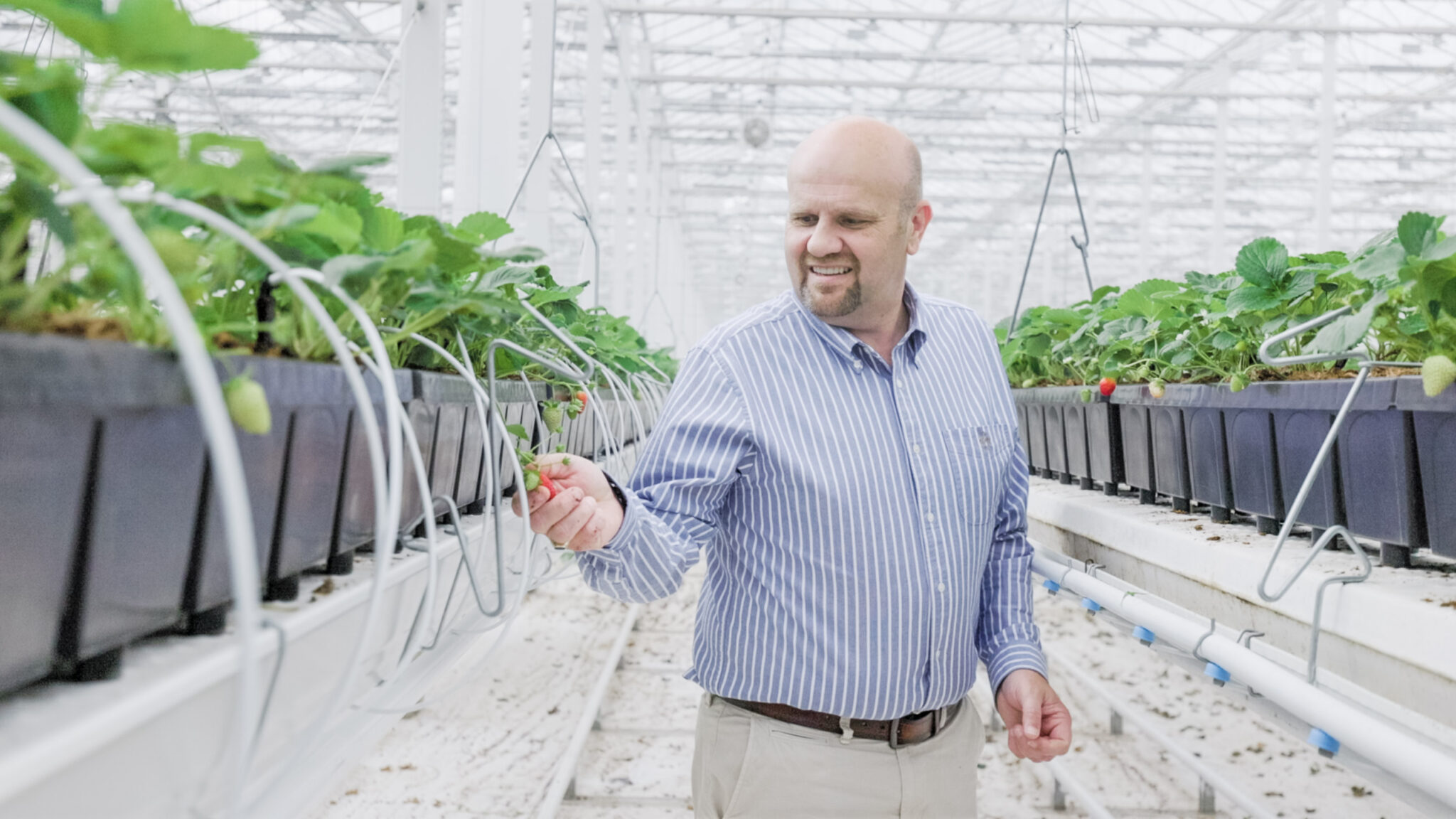 Great Northern Hydroponics – Strawberries – Growtec