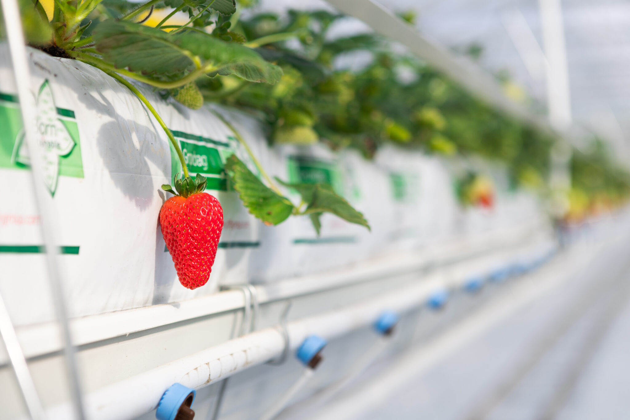 Growtec – There's no better way to grow.