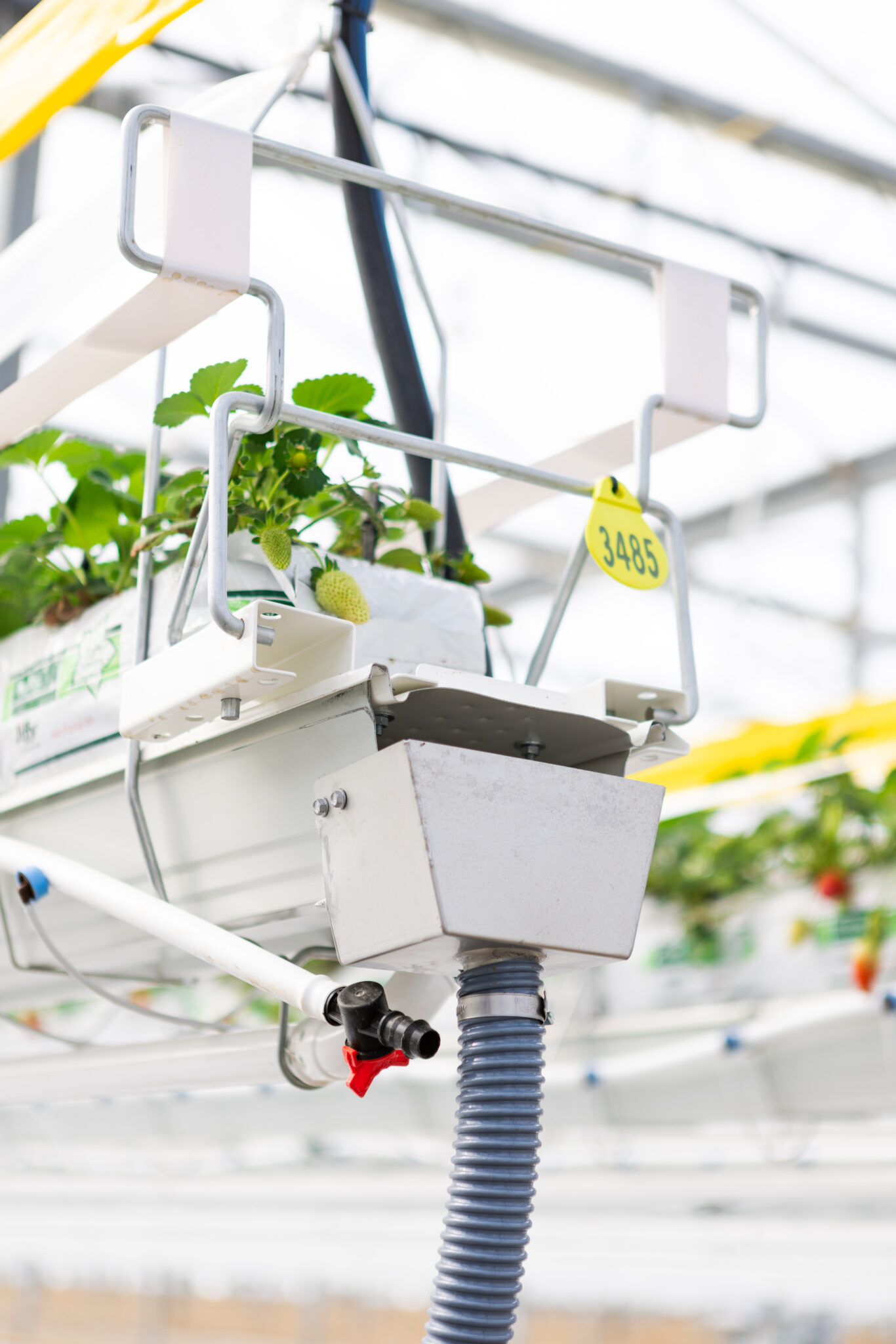 Great Northern Hydroponics – Strawberries – Growtec