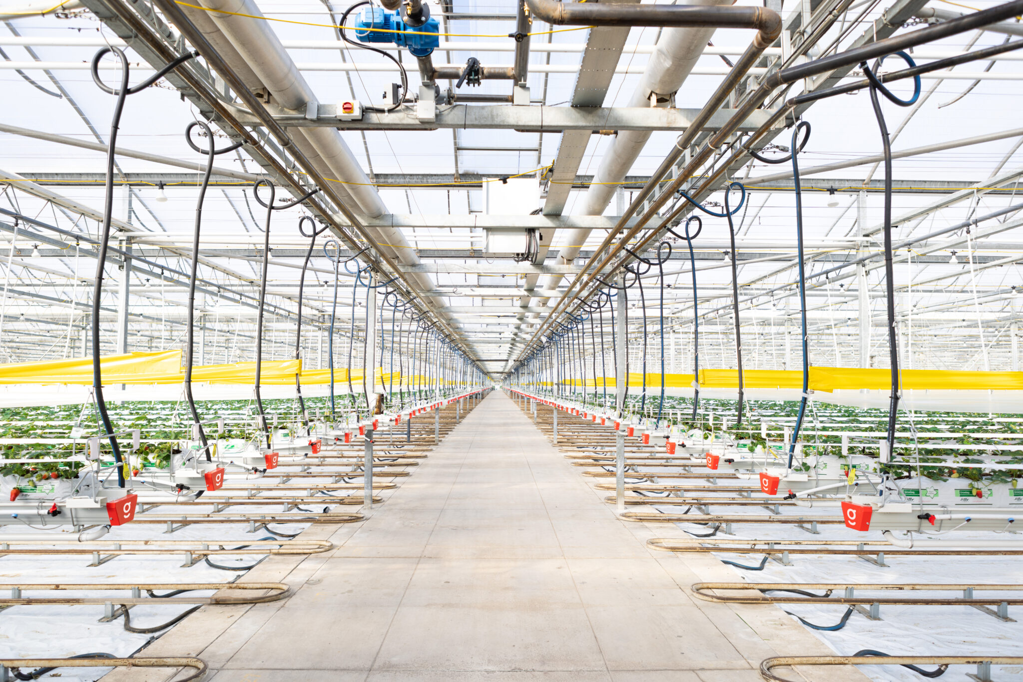 Opportunity is in full bloom at Growtec – Growtec