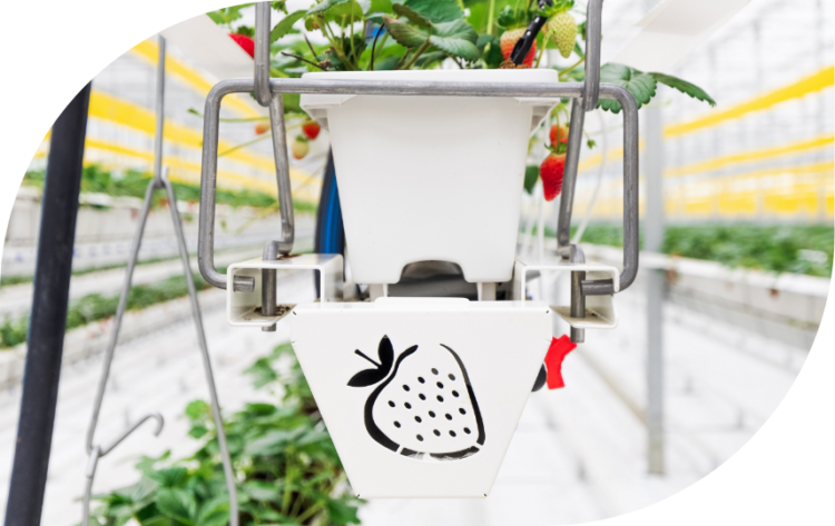 Fruit Growing Systems – Growtec