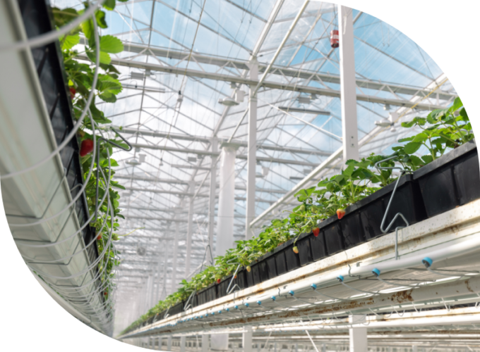 High Pressure Fog Systems – Growtec