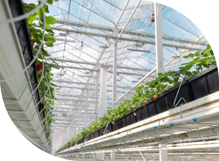 High Pressure Fog Systems – Growtec