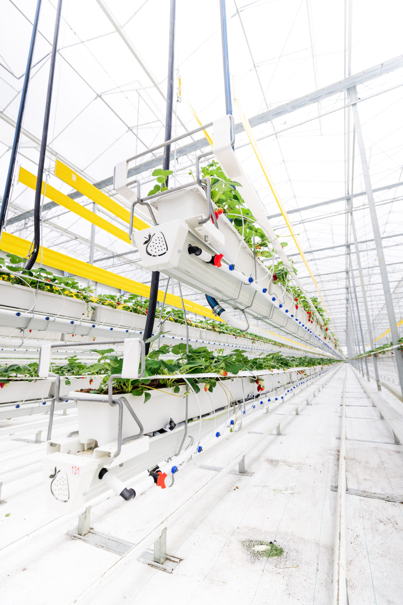 20 percent more fruit with our 2LEVEL cultivation system – Growtec