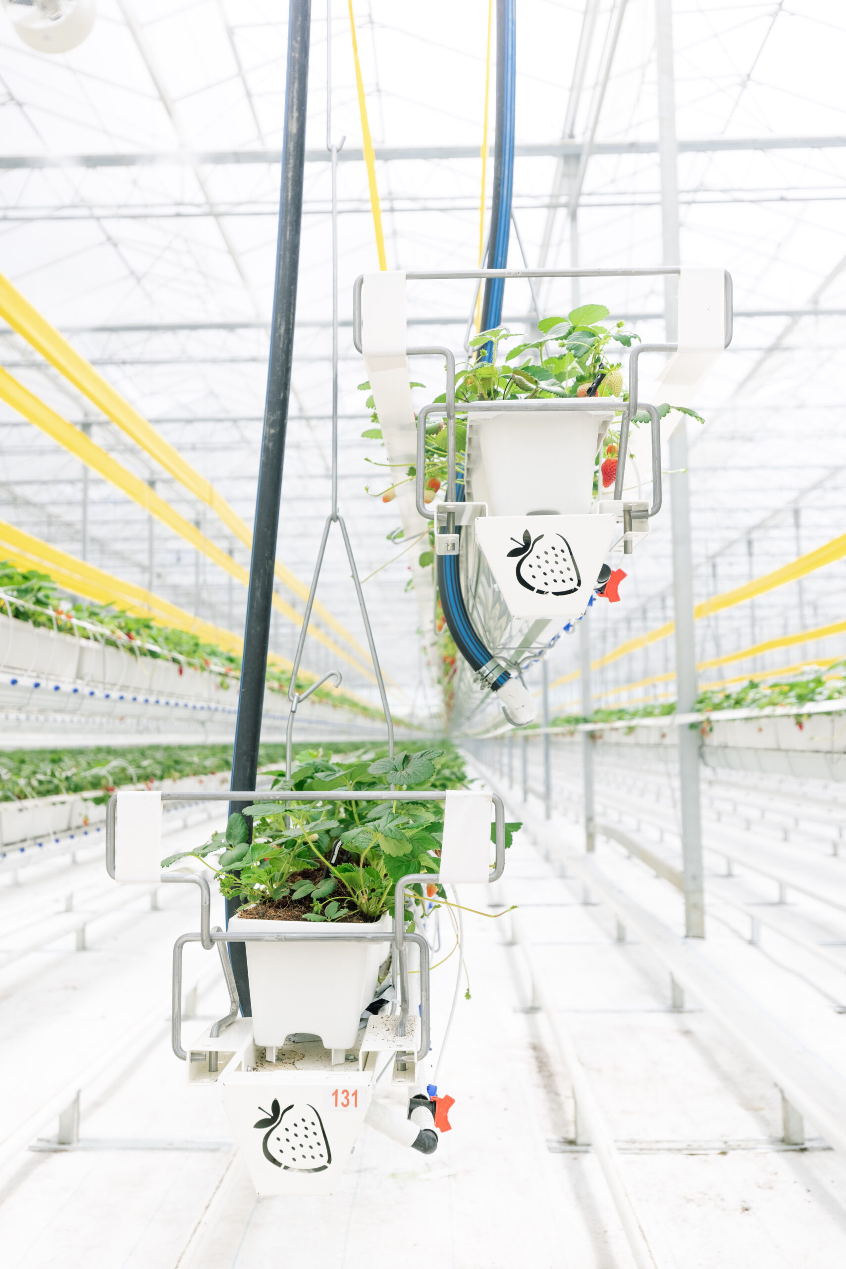 20 percent more fruit with our 2LEVEL cultivation system – Growtec