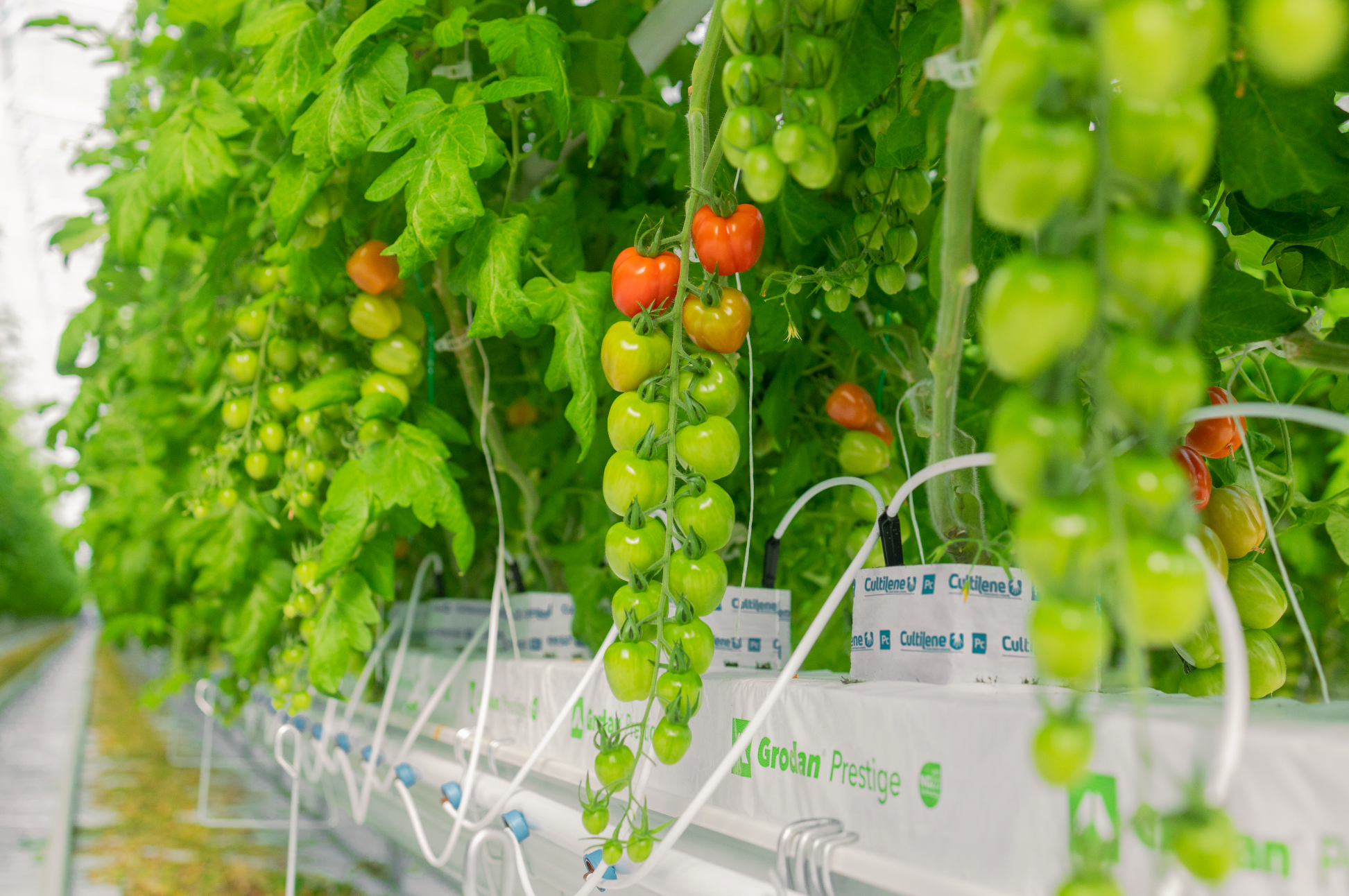 Who We Are – Growtec