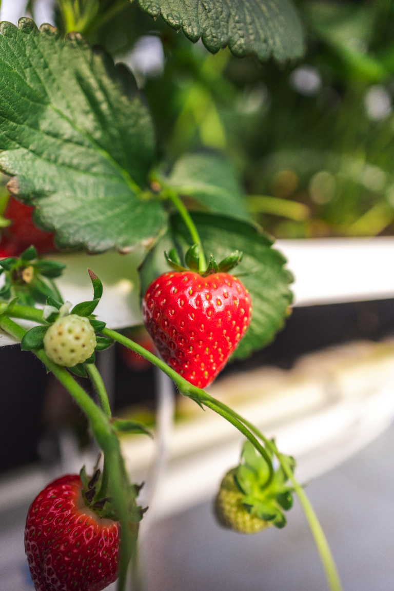 Who We Are – Growtec