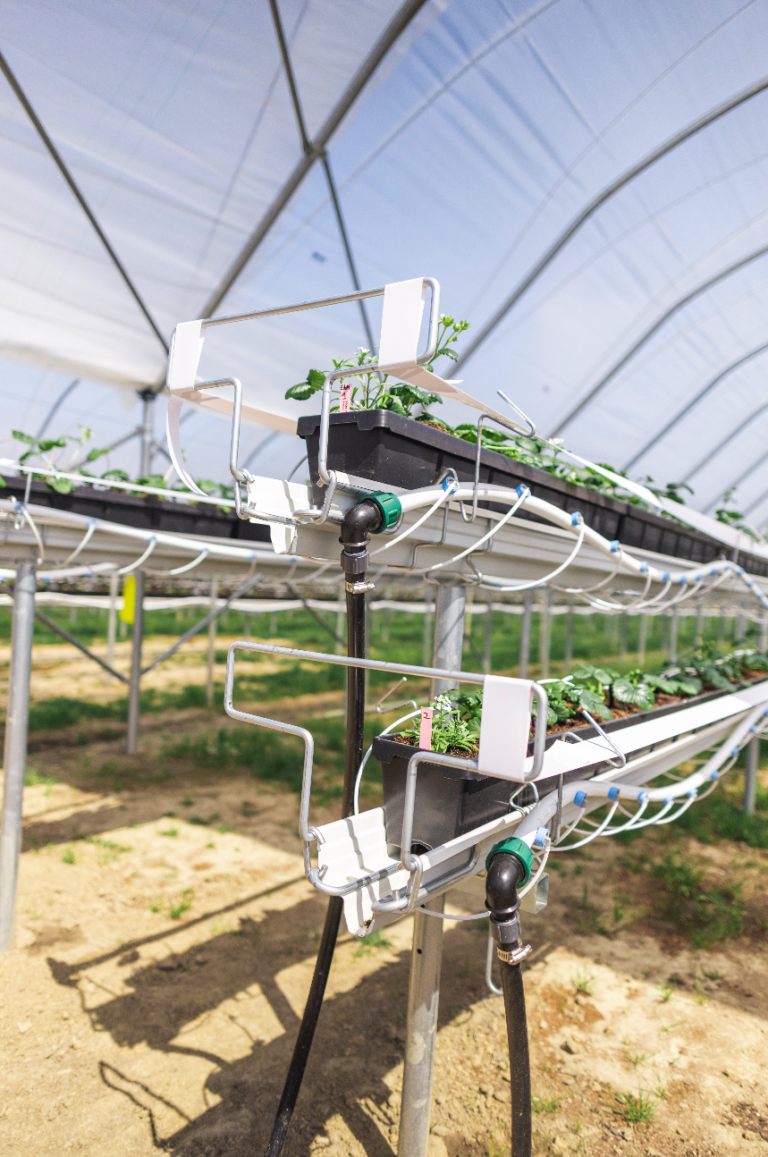 TamBerry Farms – Strawberries – Growtec