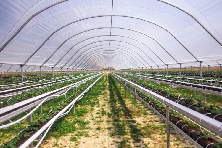 TamBerry Farms – Strawberries – Growtec