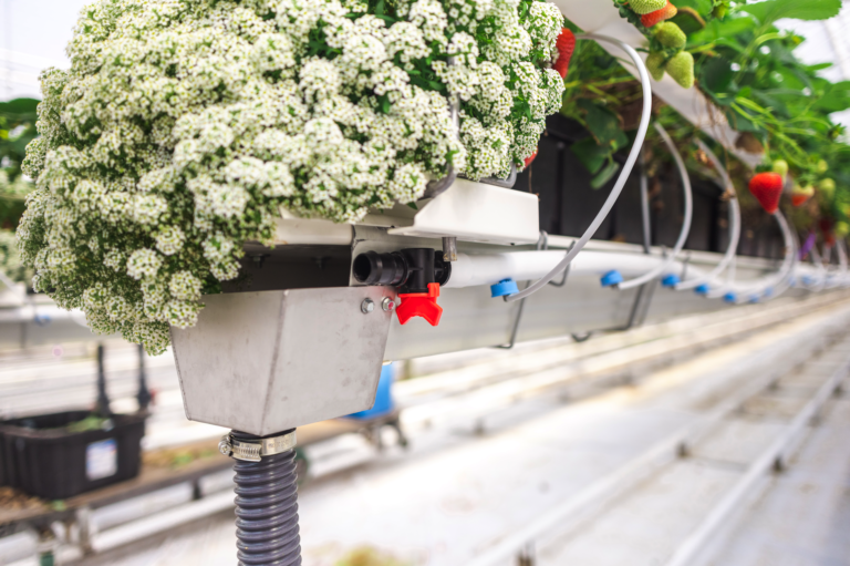 TamBerry Farms – Strawberries – Growtec