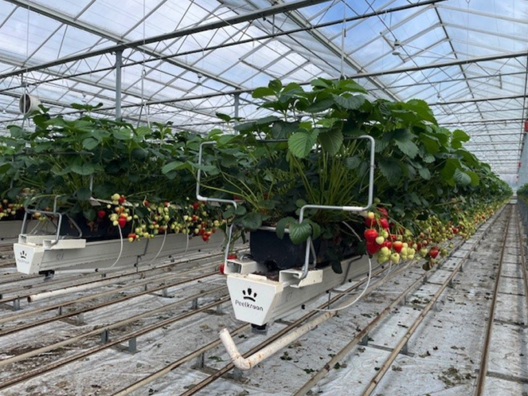 Growtec – There's no better way to grow.